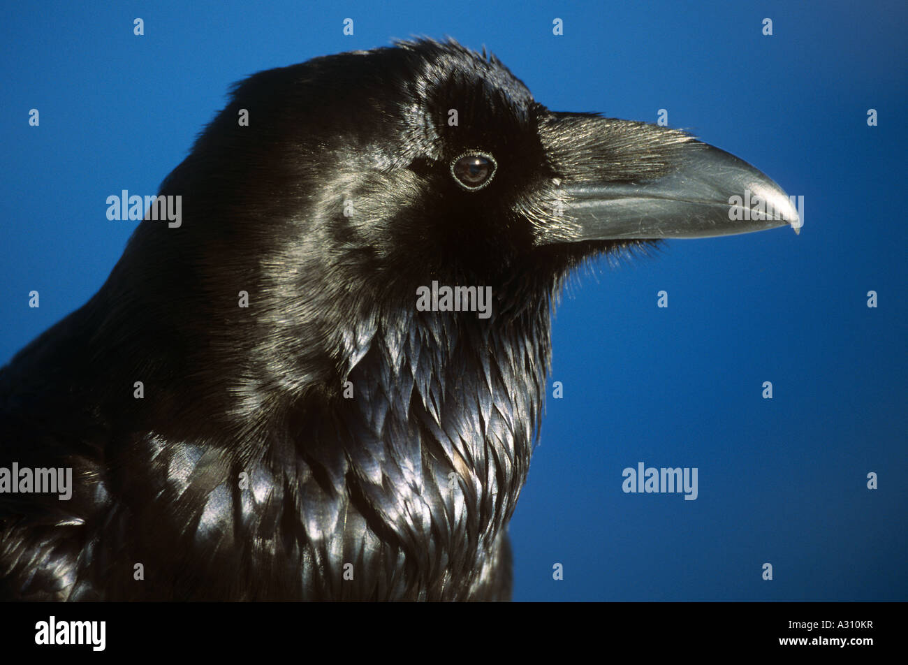 common raven - portrait / Corvus corax Stock Photo - Alamy