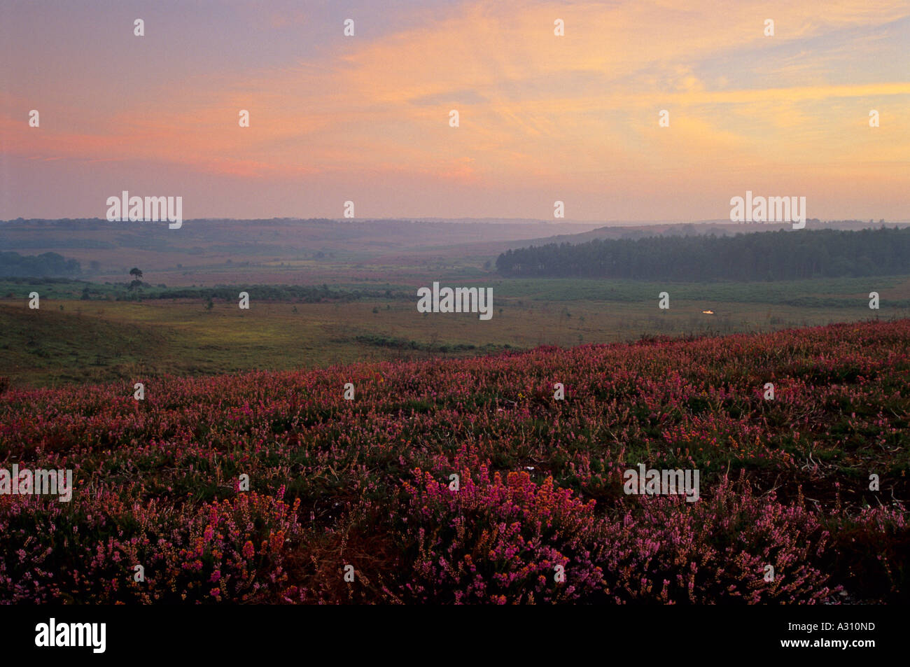 View from Hampton Ridge before dawn New Forest Hampshire England UK ...