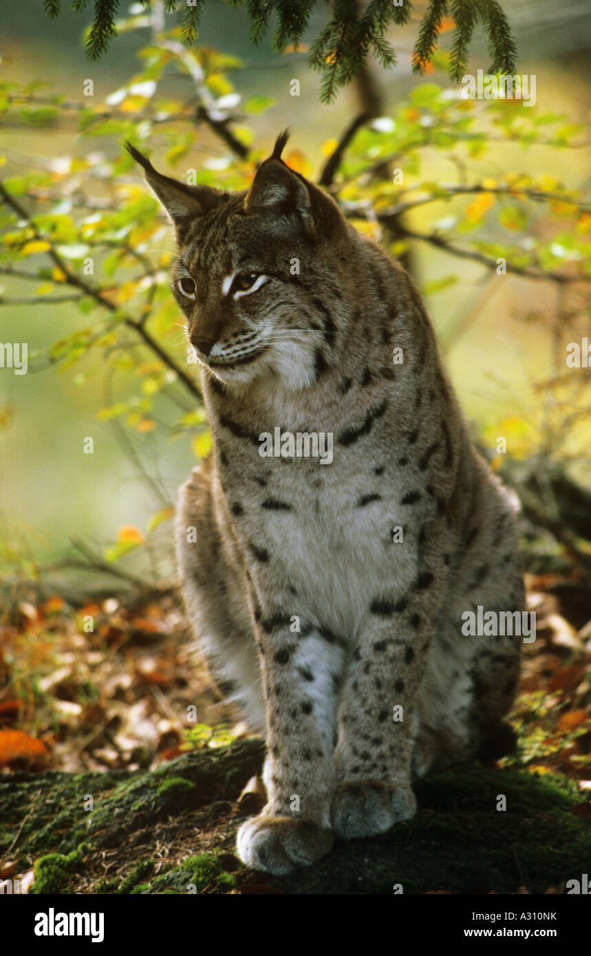 Eurasian lynx - sitting / Felis lynx Stock Photo - Alamy