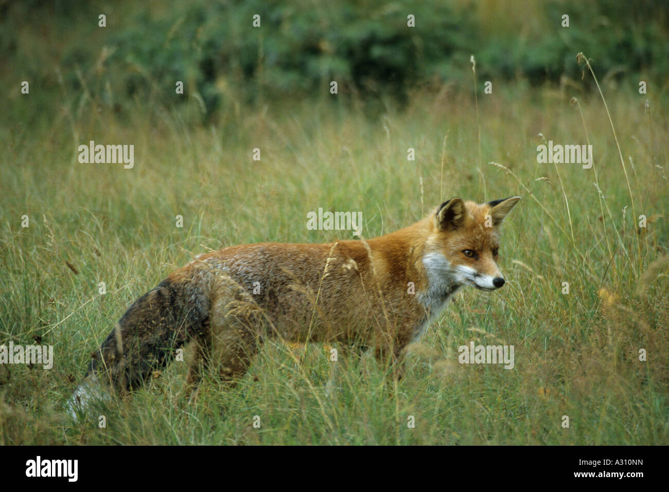 red fox on meadow / Vulpes vulpes Stock Photo - Alamy