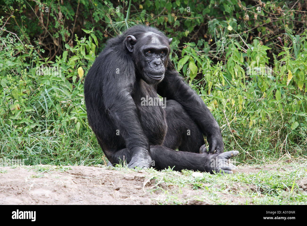 savanna chimpanzee - sitting / Pan troglodytes Stock Photo - Alamy