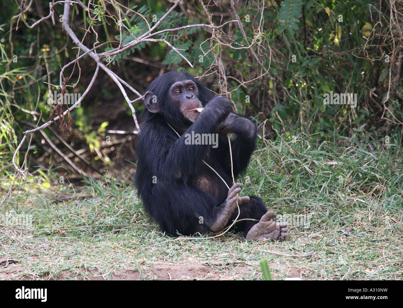 young savanna chimpanzee - munching / Pan troglodytes Stock Photo - Alamy