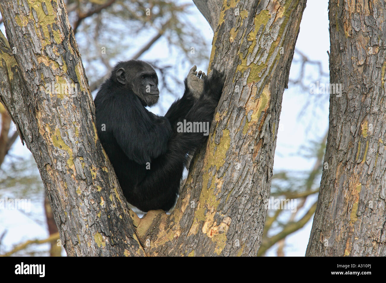 savanna chimpanzee - on tree / Pan troglodytes Stock Photo - Alamy