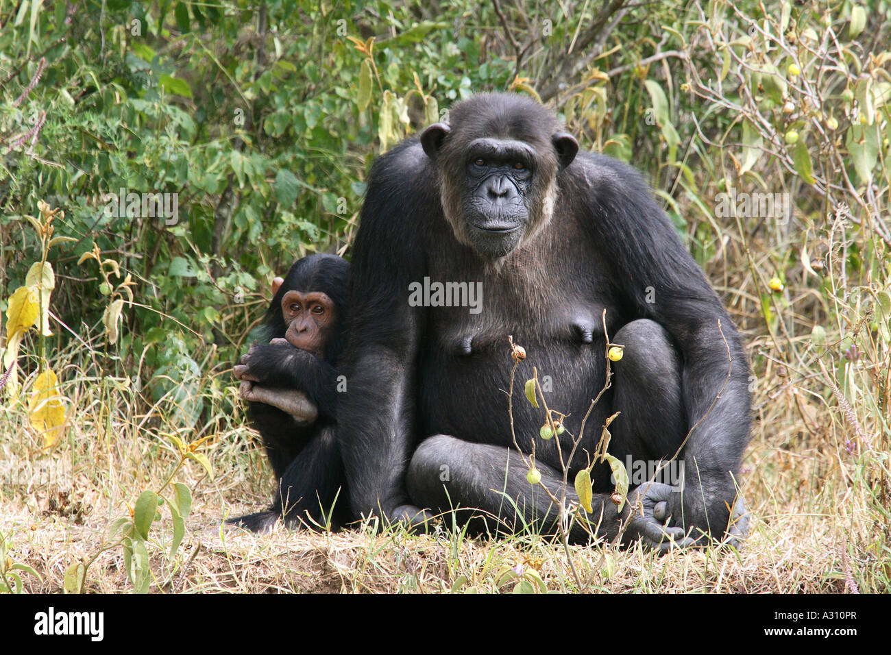 savanna chimpanzee with cub / Pan troglodytes Stock Photo - Alamy