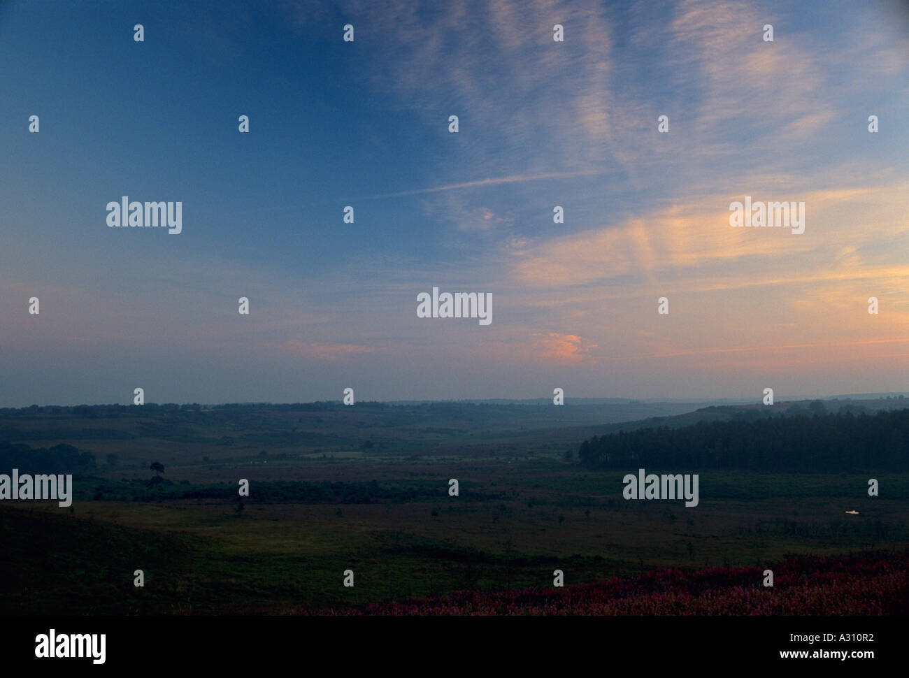 View from Hampton Ridge before dawn New Forest Hampshire England UK ...