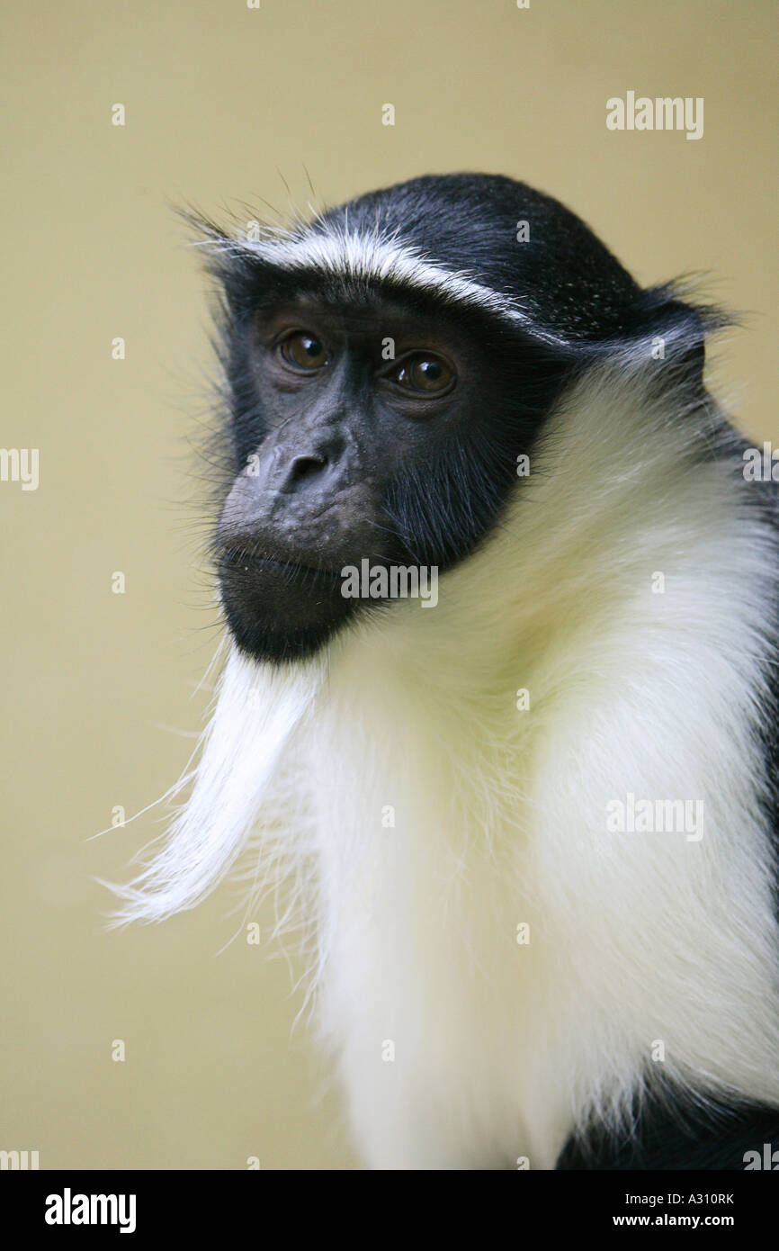 Diana monkey (Cercopithecus diana). Portrait of adult animal Stock ...