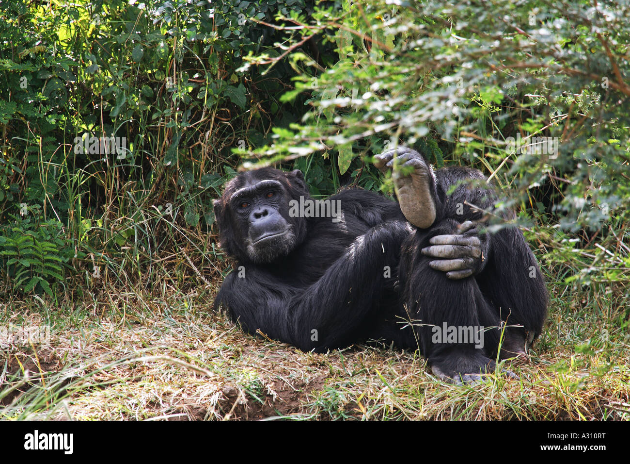 savanna chimpanzee - lying / Pan troglodytes Stock Photo - Alamy
