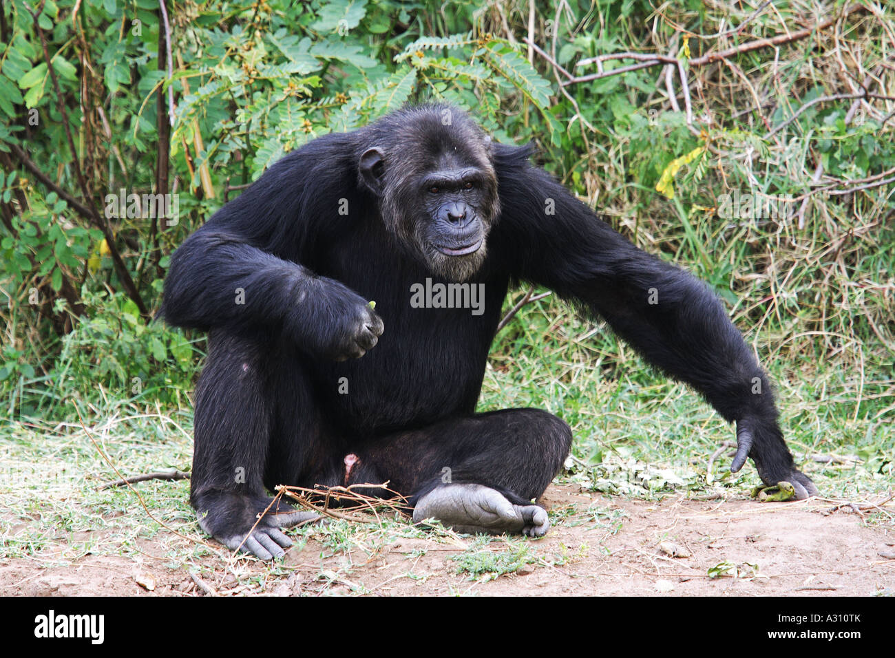 savanna chimpanzee - sitting / Pan troglodytes Stock Photo - Alamy