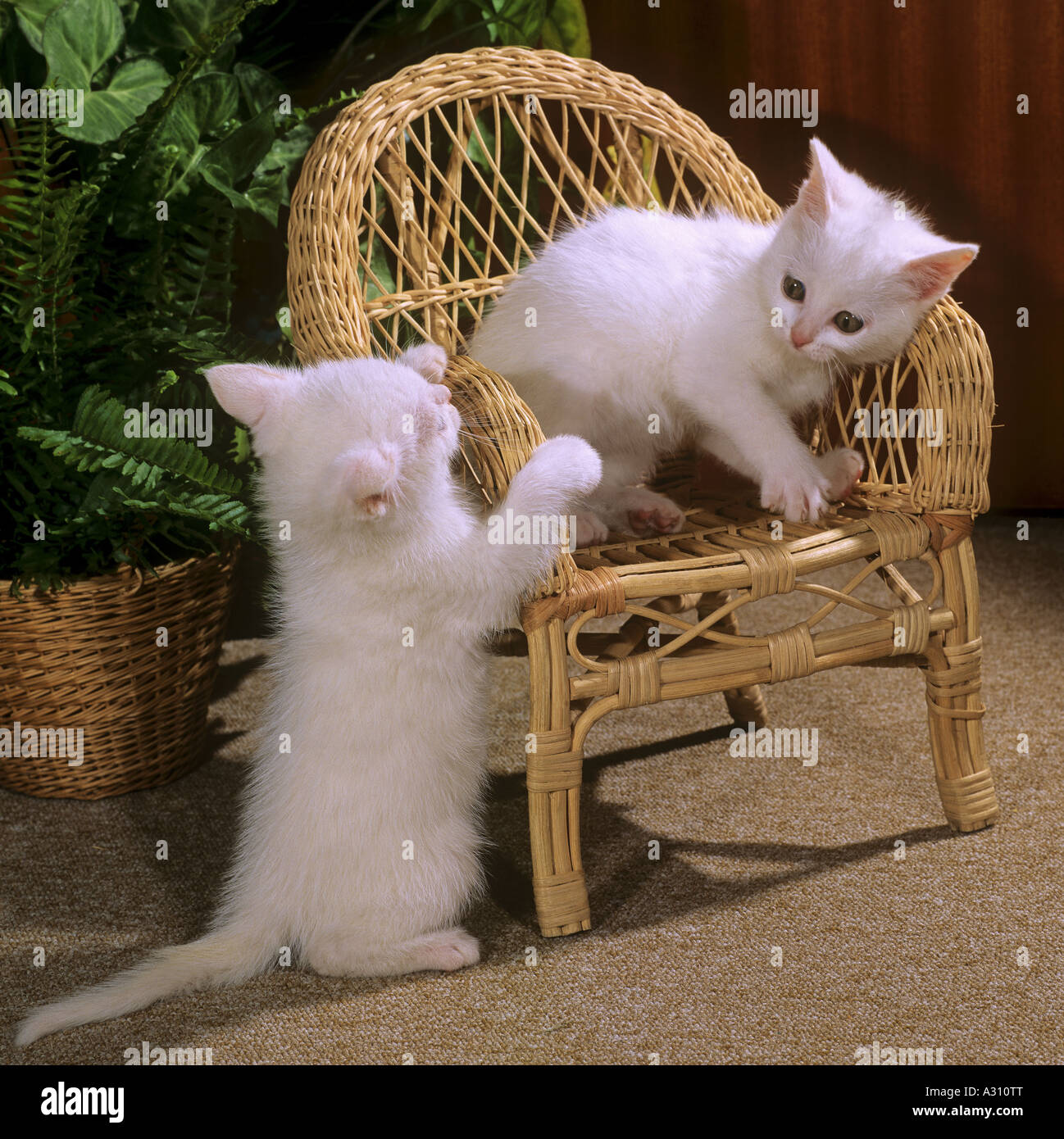 two white kittens - playing Stock Photo - Alamy