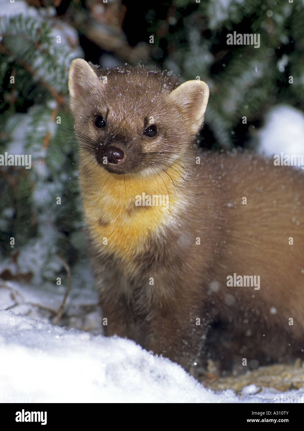 European pine marten in snow hi-res stock photography and images - Alamy