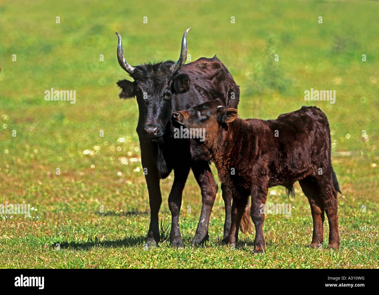 Camargue cattle with calf - on meadow Stock Photo - Alamy
