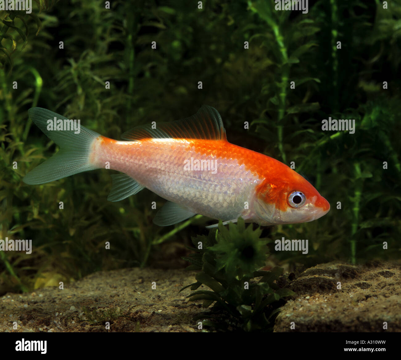 young koi / Cyprinus carpio Stock Photo - Alamy