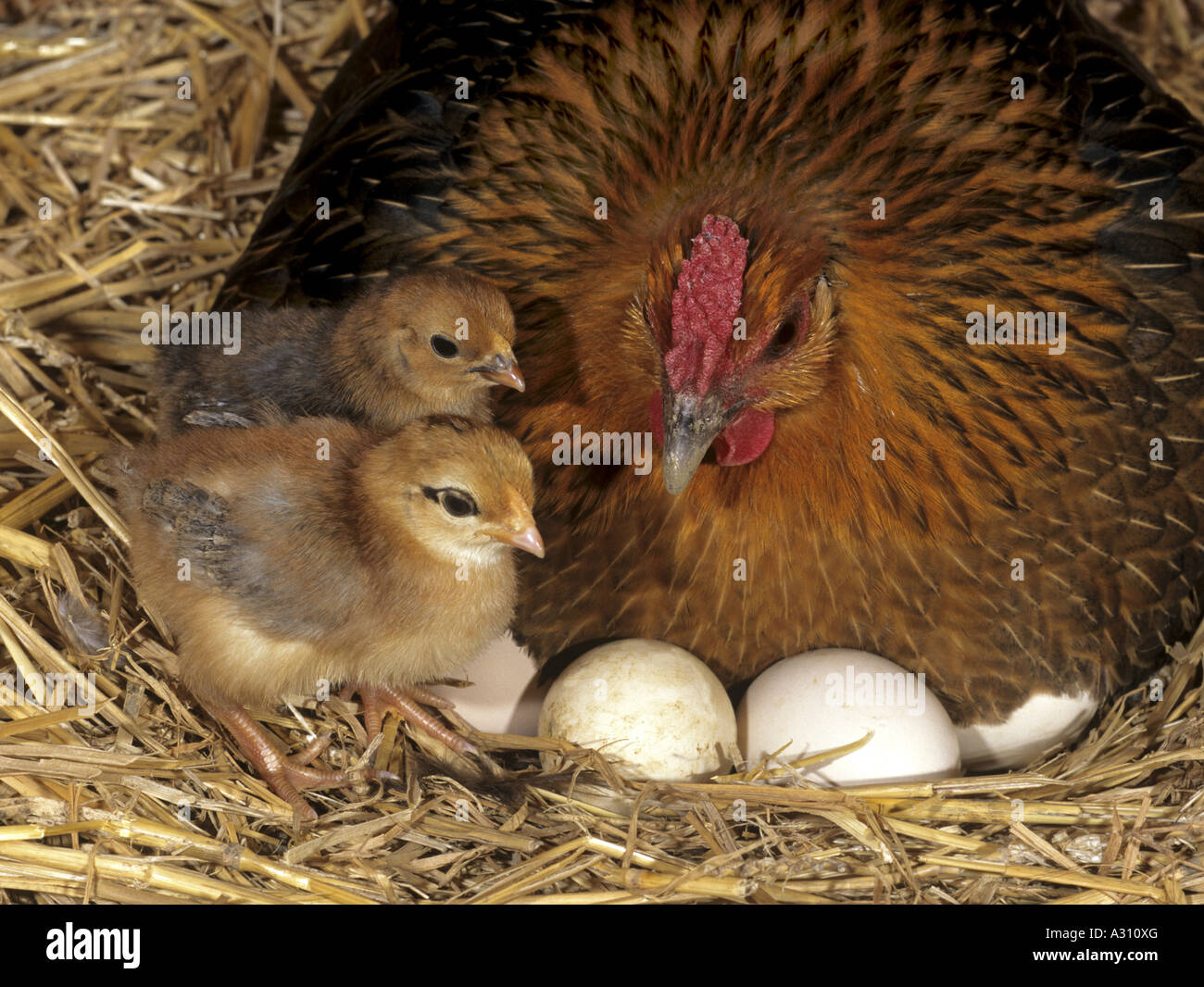 Mother hen and chicks hi-res stock photography and images - Alamy
