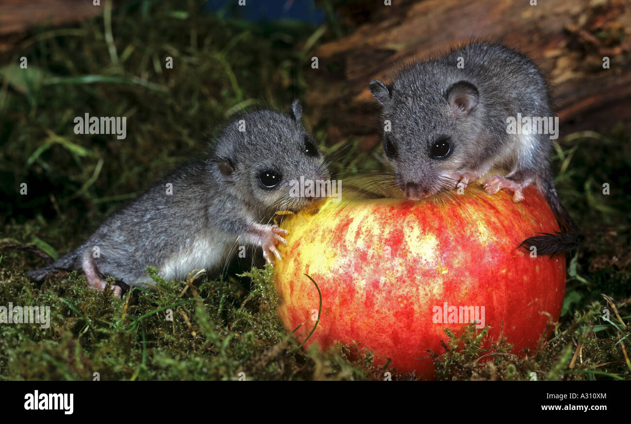 Edible Dormouse (Glis glis). Two young eating an apple Stock Photo - Alamy