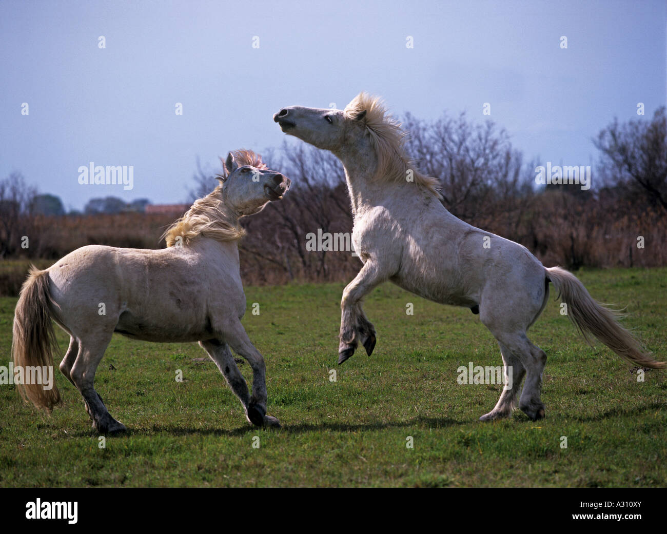 two Camargue horses - playful fighting Stock Photo - Alamy