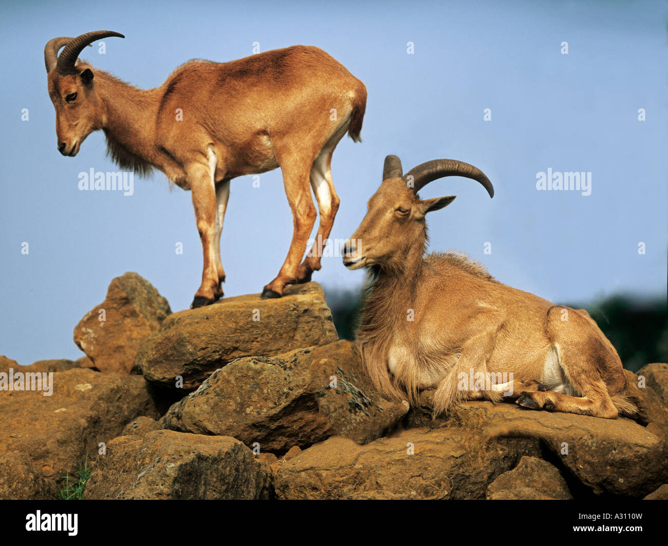 Two barbary sheep hi-res stock photography and images - Alamy