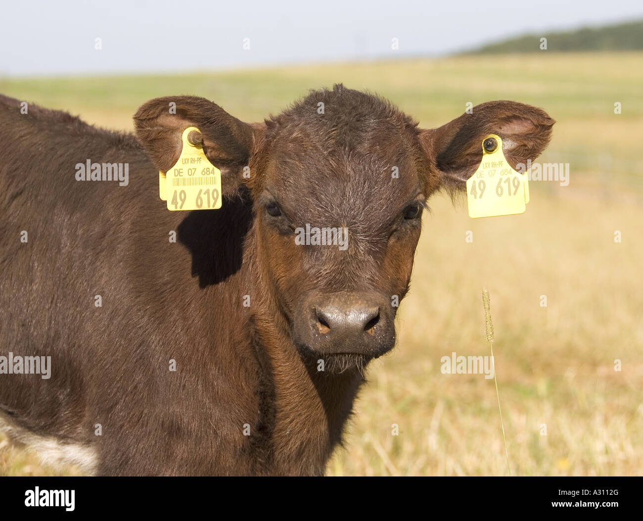 young calf - portrait Stock Photo - Alamy