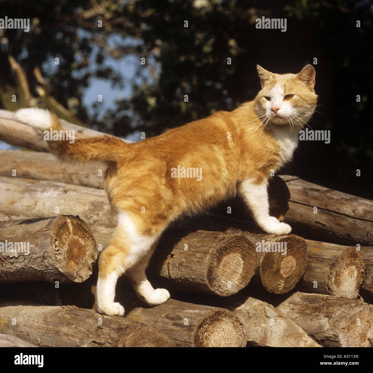 Stack cats hi-res stock photography and images - Alamy