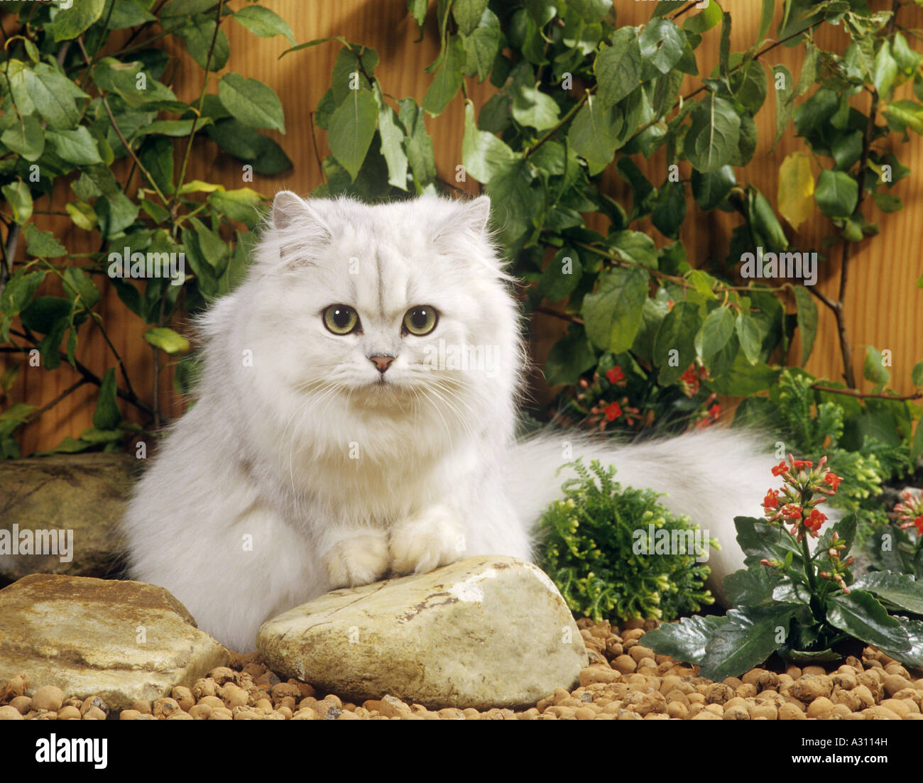 Persian cat (silver-shaded) - lying Stock Photo - Alamy
