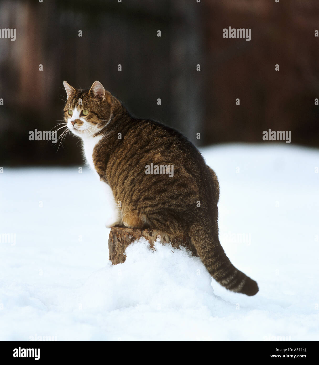 Domestic cat snow hi-res stock photography and images - Alamy