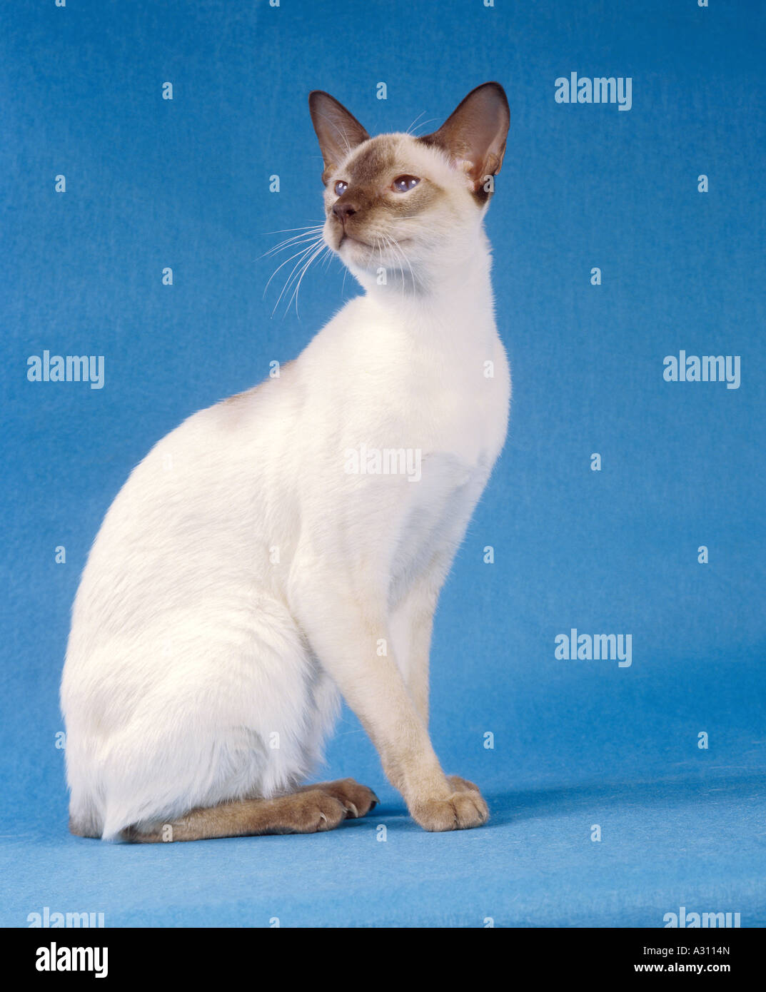 Siamese Cats Stock Photos & Siamese Cats Stock Images - Alamy