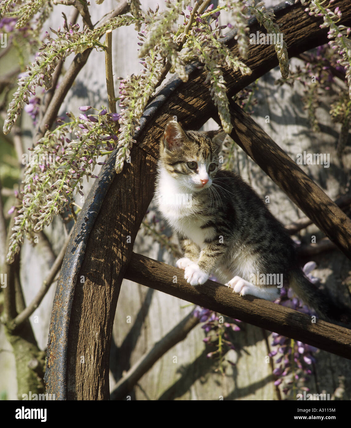 kitten on wheel Stock Photo - Alamy