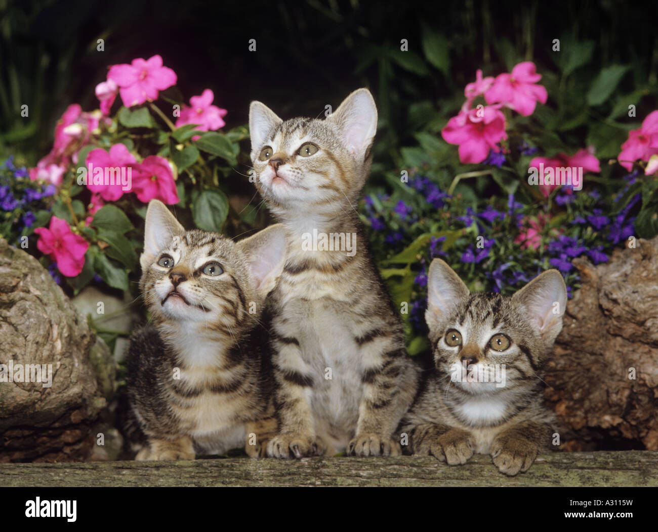Three cute kittens flowers hi-res stock photography and images - Alamy