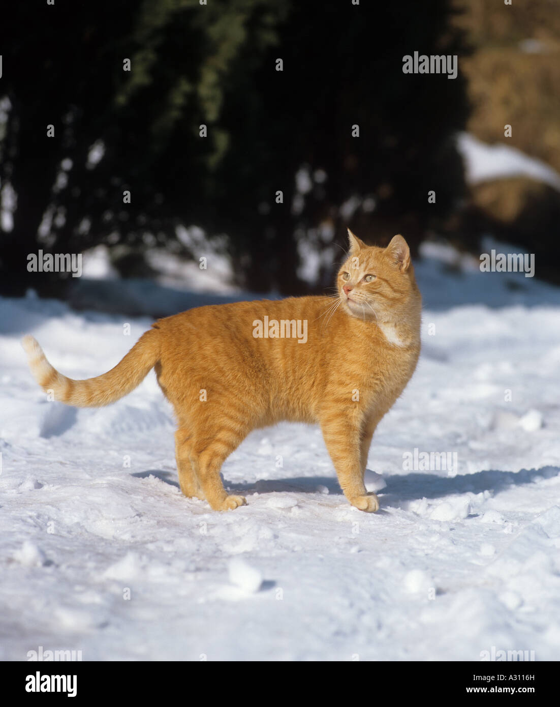 Cat Standing Up Snow
