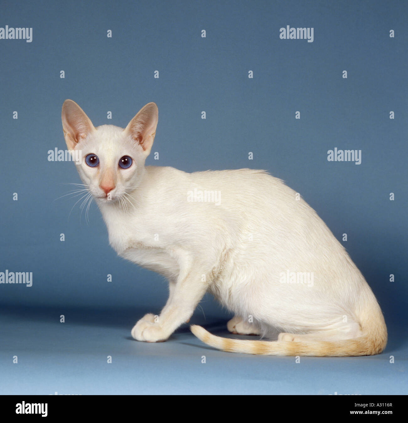 Siamese cat - sitting - cut out Stock Photo - Alamy