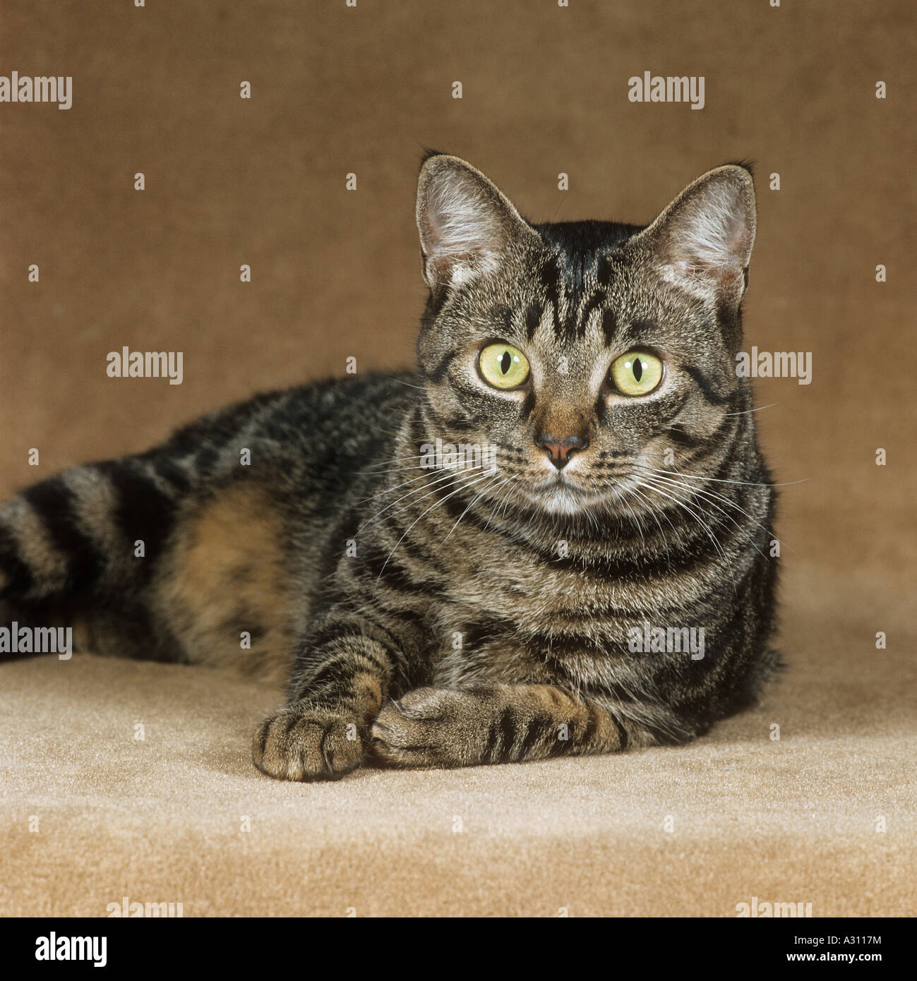 domestic cat - lying - cut out Stock Photo - Alamy