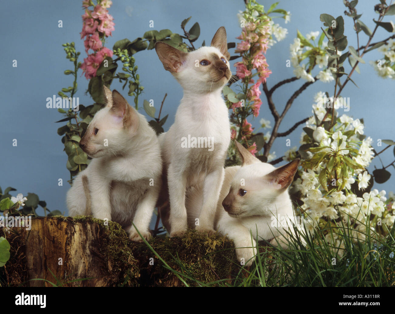 Siamese cats hi-res stock photography and images - Alamy