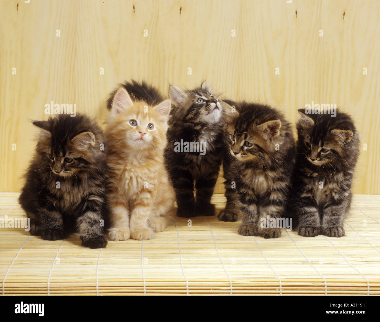 American Longhair, Maine Coon. Five kittens sitting next to each Stock ...