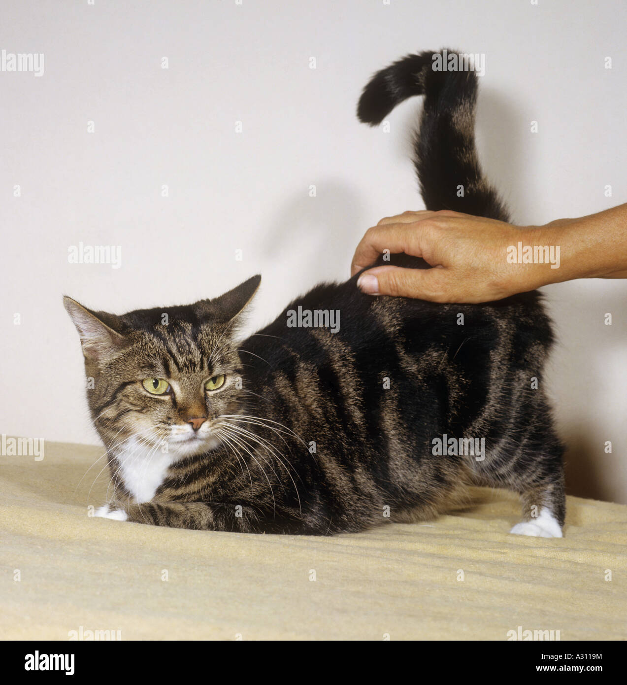Crawled inside hi-res stock photography and images - Alamy