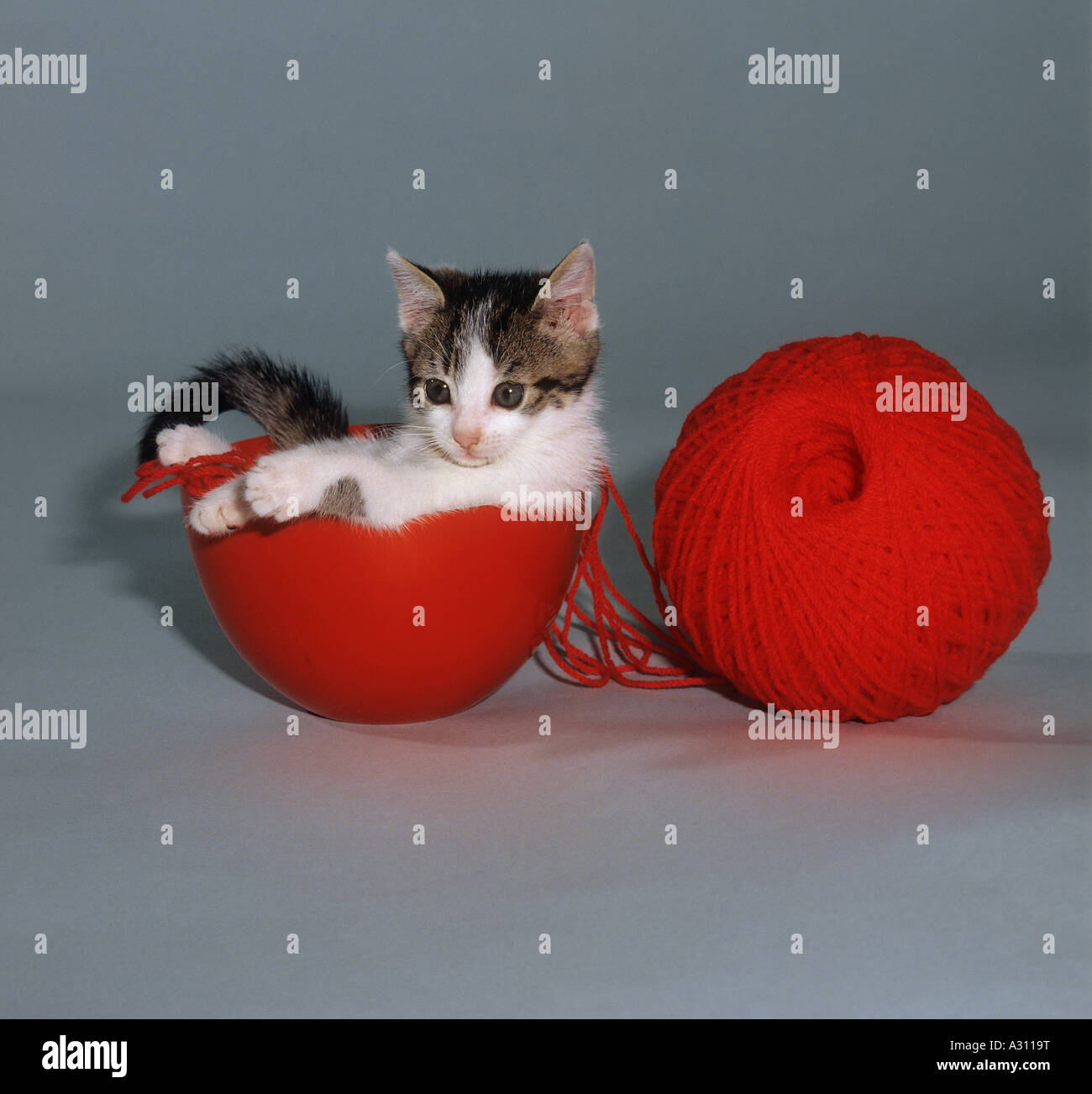 kitten with red ball of wool Stock Photo - Alamy