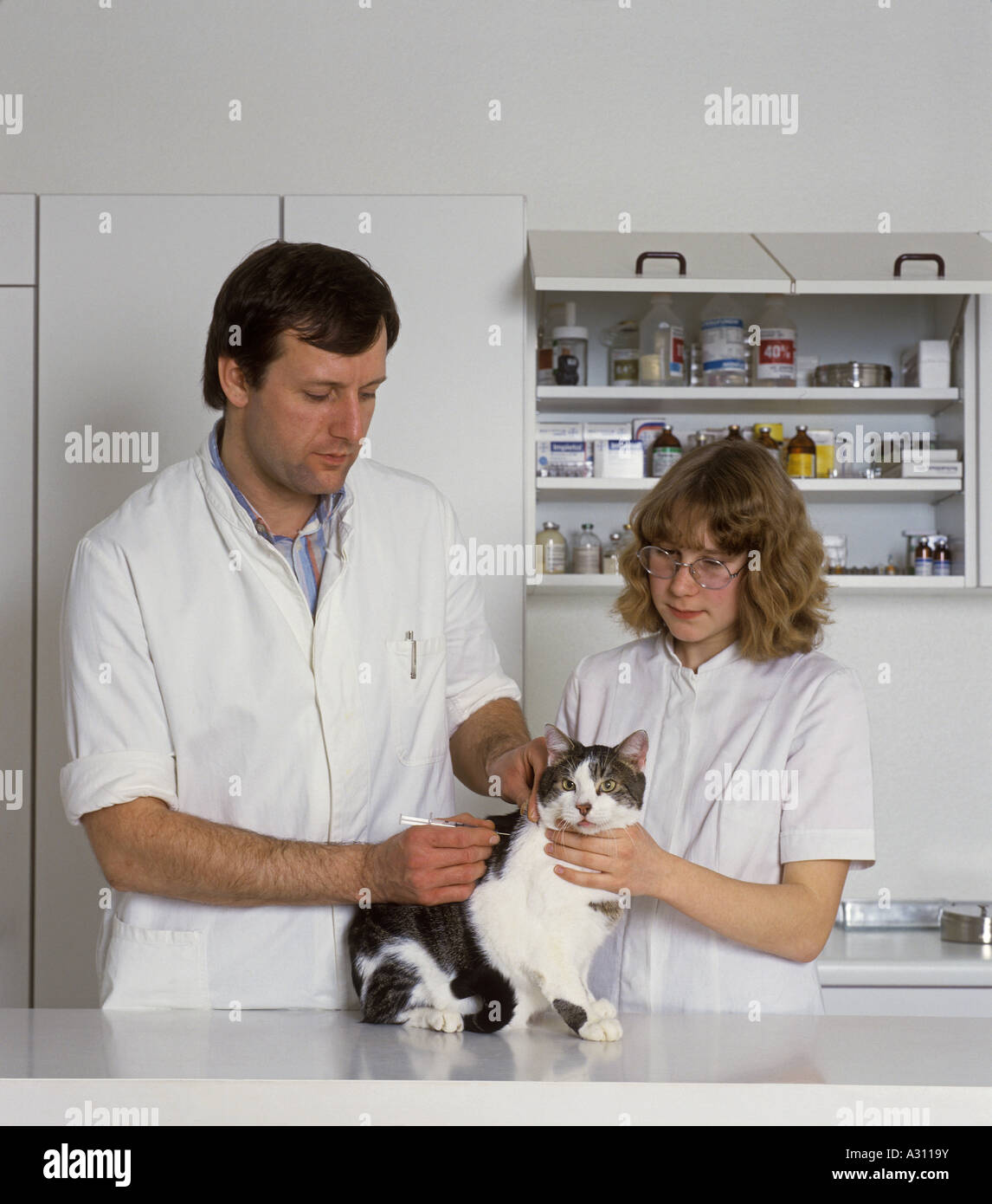 vet : cat getting injection Stock Photo - Alamy