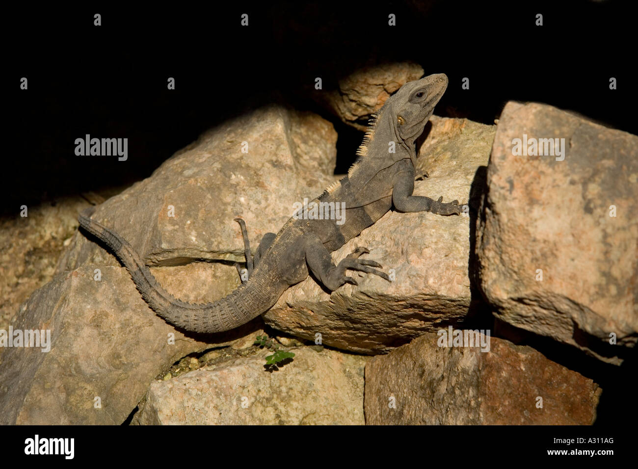 Iguana Lizard on a Mayan ruin in Yucatan Mexico Stock Photo - Alamy