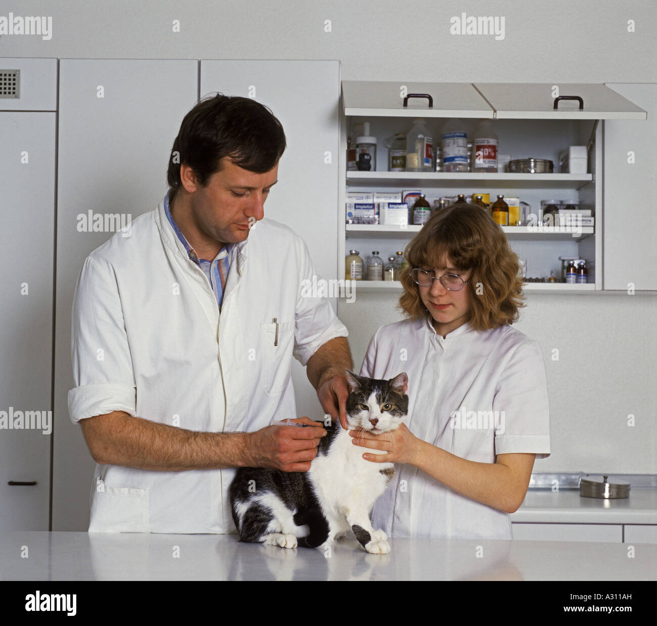 vet : cat getting injection Stock Photo - Alamy