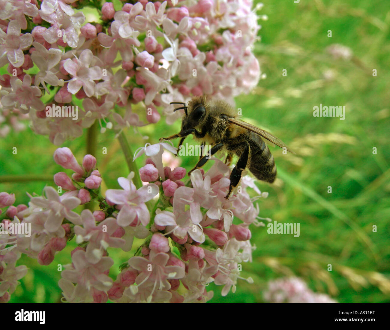 Insect bloom blossom flourish hi-res stock photography and images - Alamy