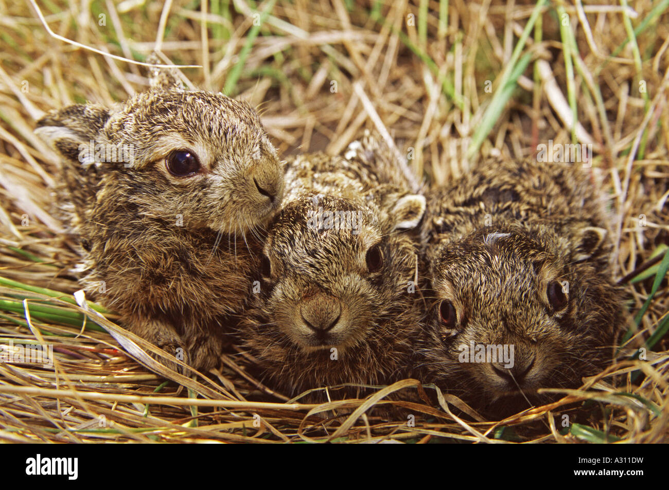 three young European hares / Lepus europaeus Stock Photo - Alamy