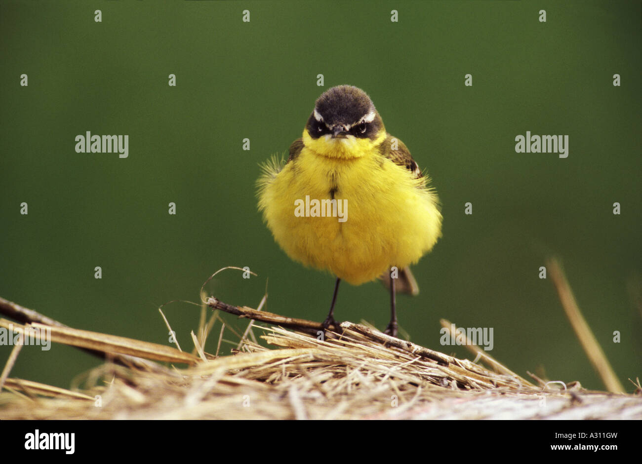 blue-headed wagtail - standing / Motacilla flava Stock Photo - Alamy