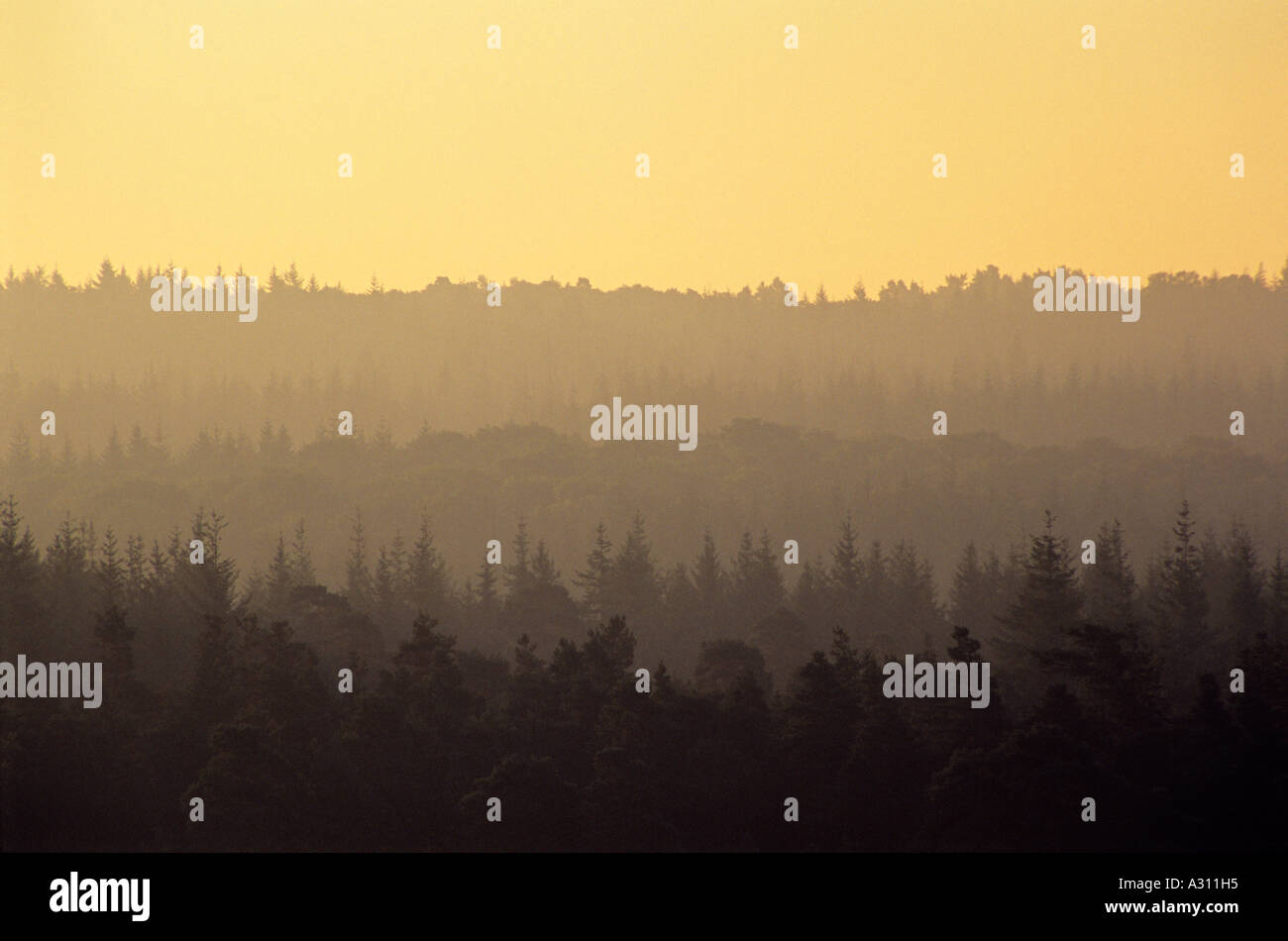 View from Hampton Ridge at dawn New Forest Hampshire England UK Stock ...