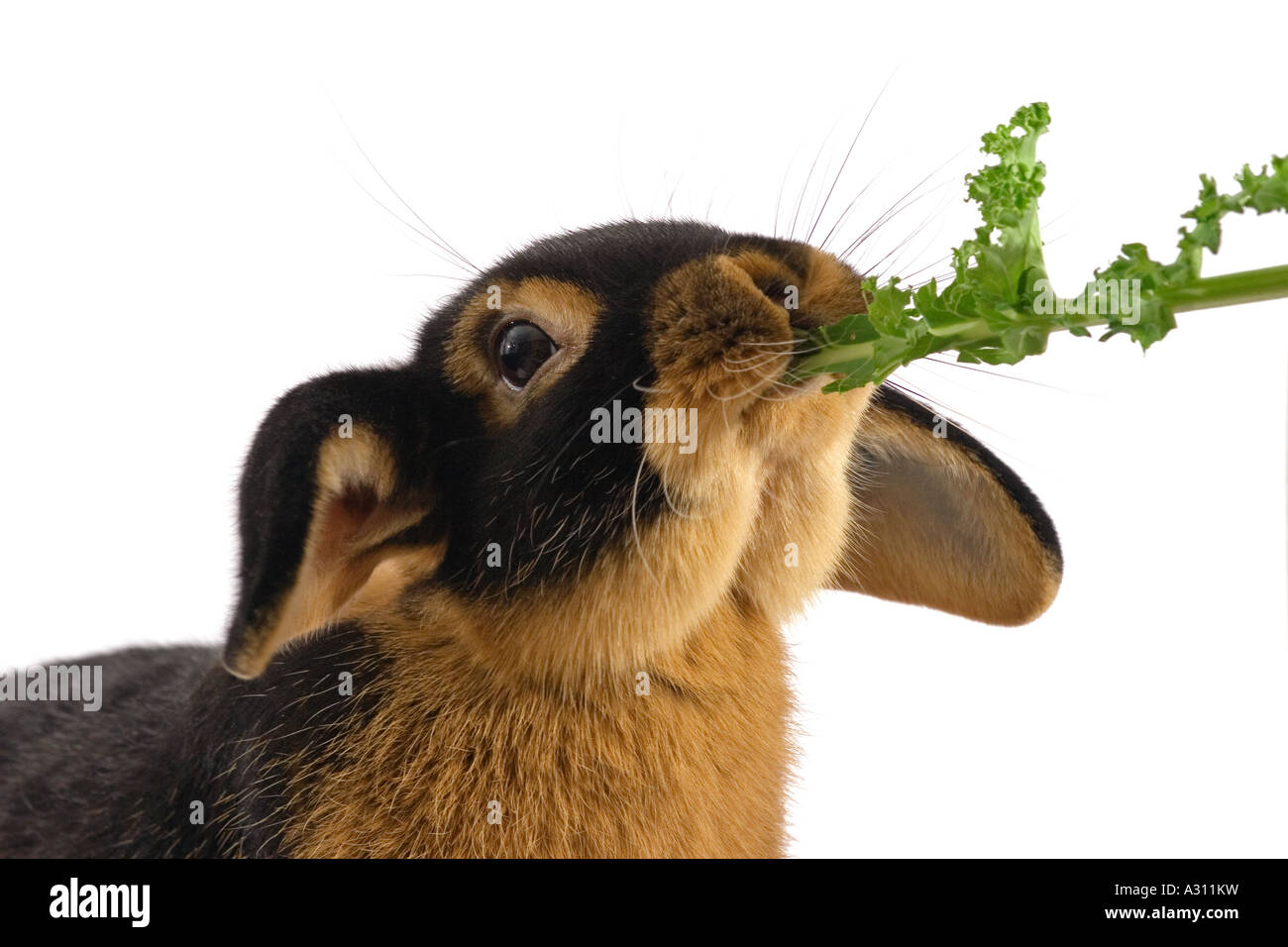 dwarf rabbit - munching Stock Photo - Alamy