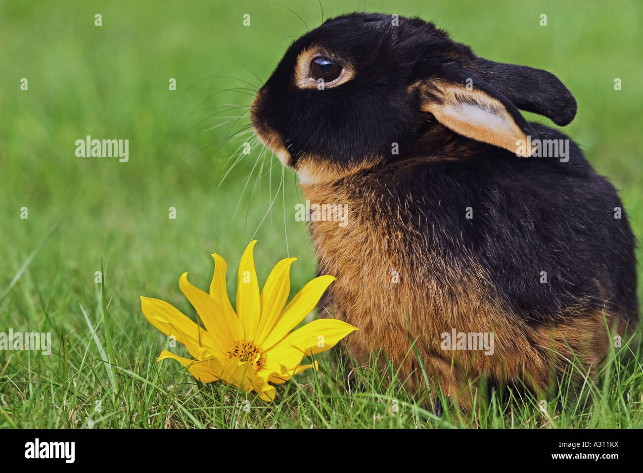 dwarf rabbit on meadow - next to flowers Stock Photo - Alamy