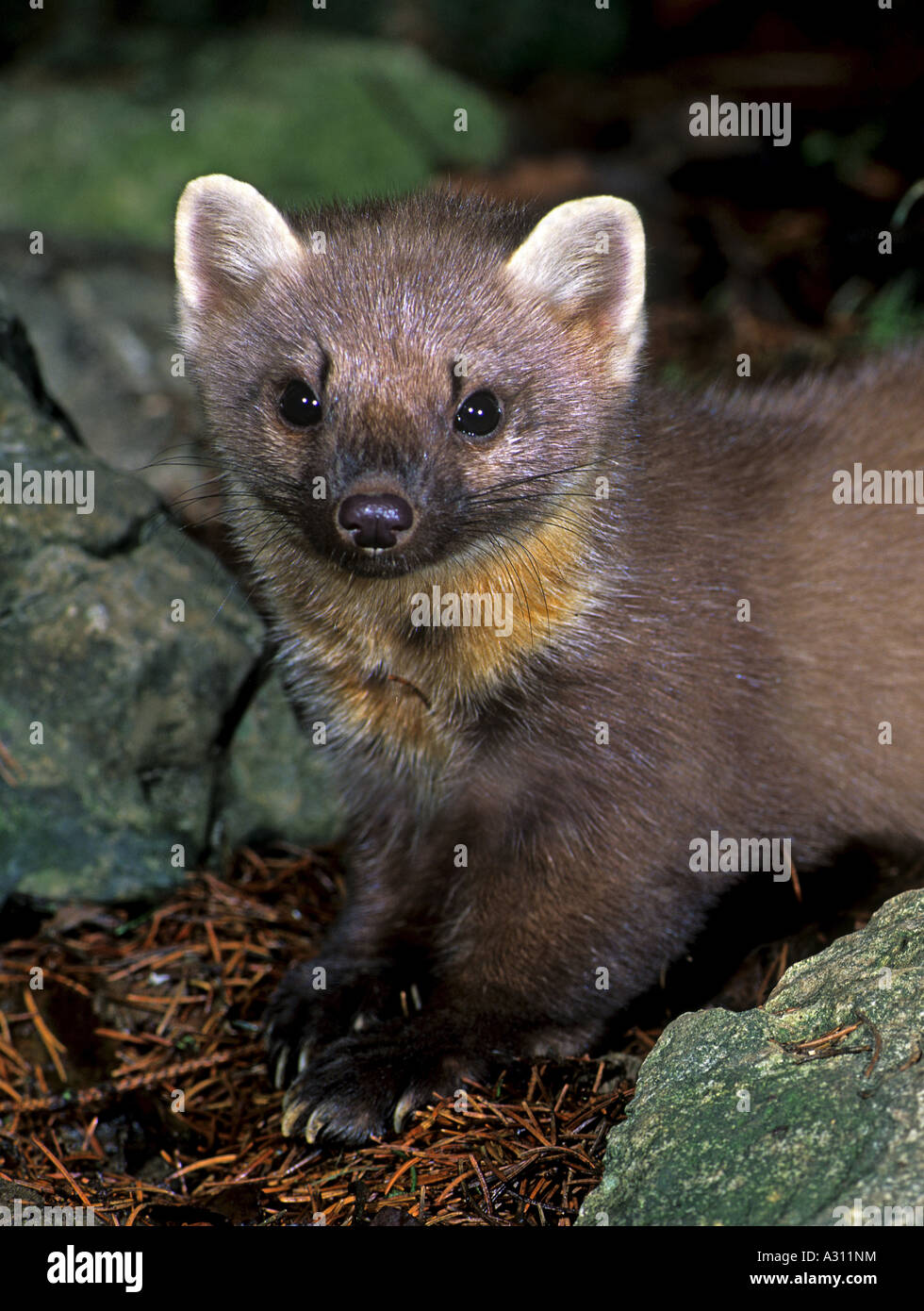 pine marten / Martes martes Stock Photo - Alamy