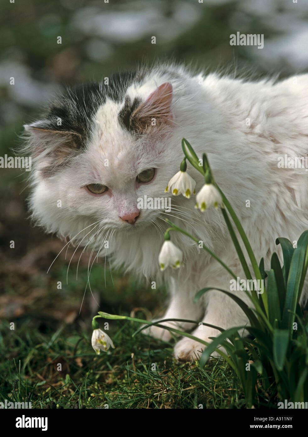cat next to flowers Stock Photo - Alamy