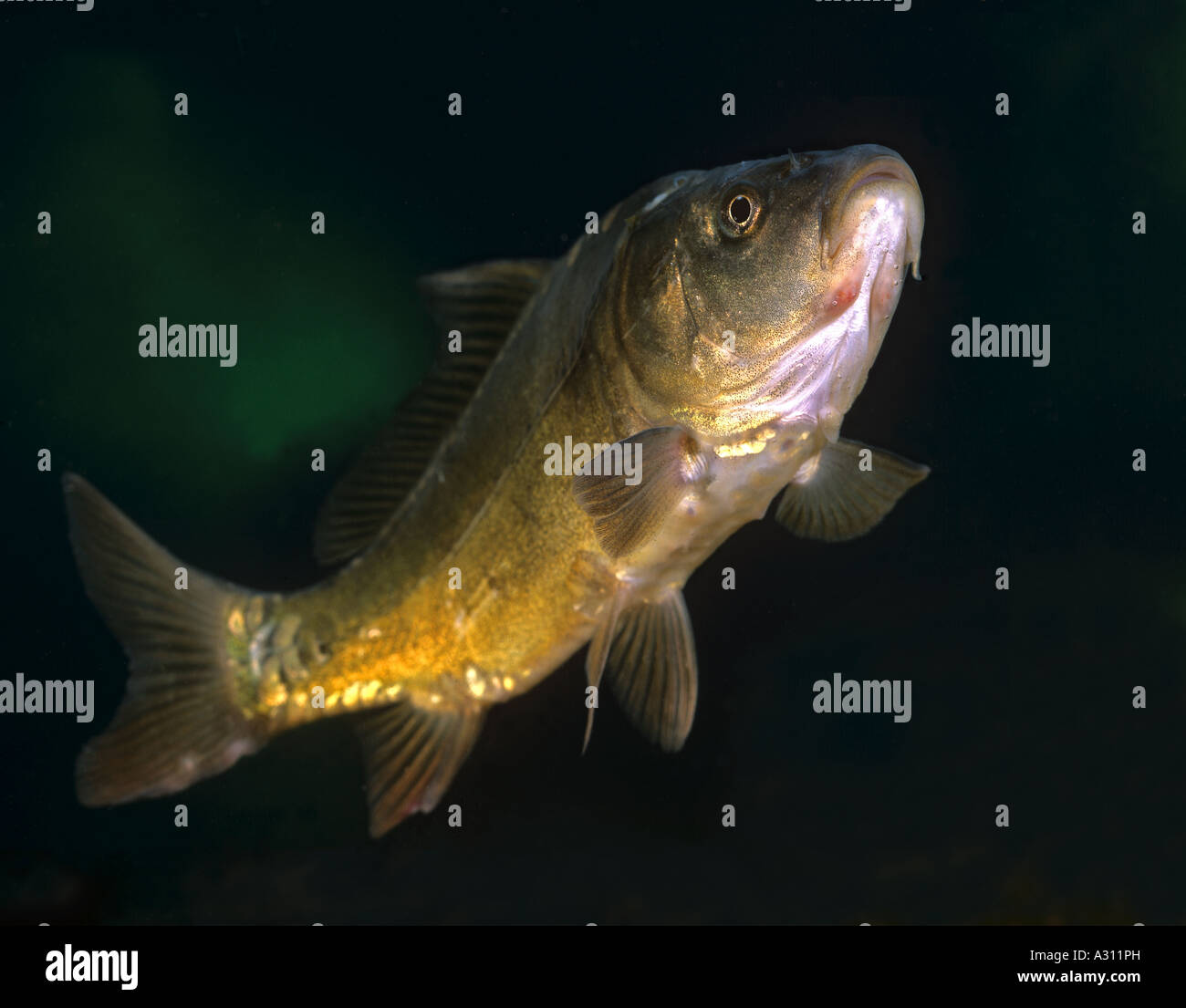 Young carp / Cyprinus carpio Stock Photo - Alamy