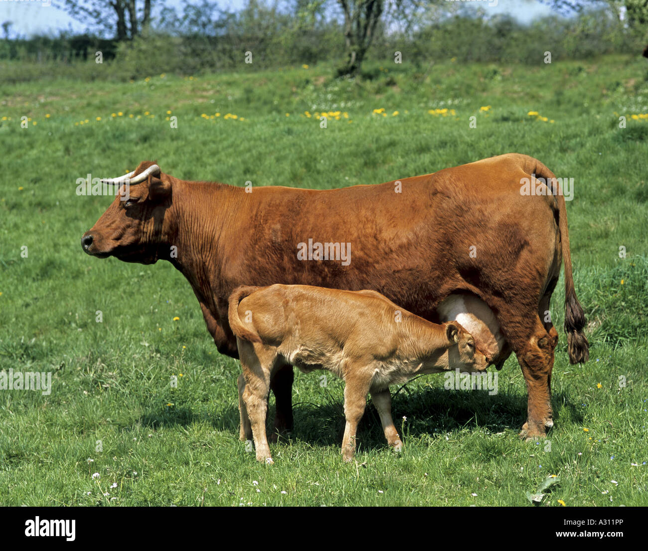 Limousin cattle and calf on meadow Stock Photo - Alamy