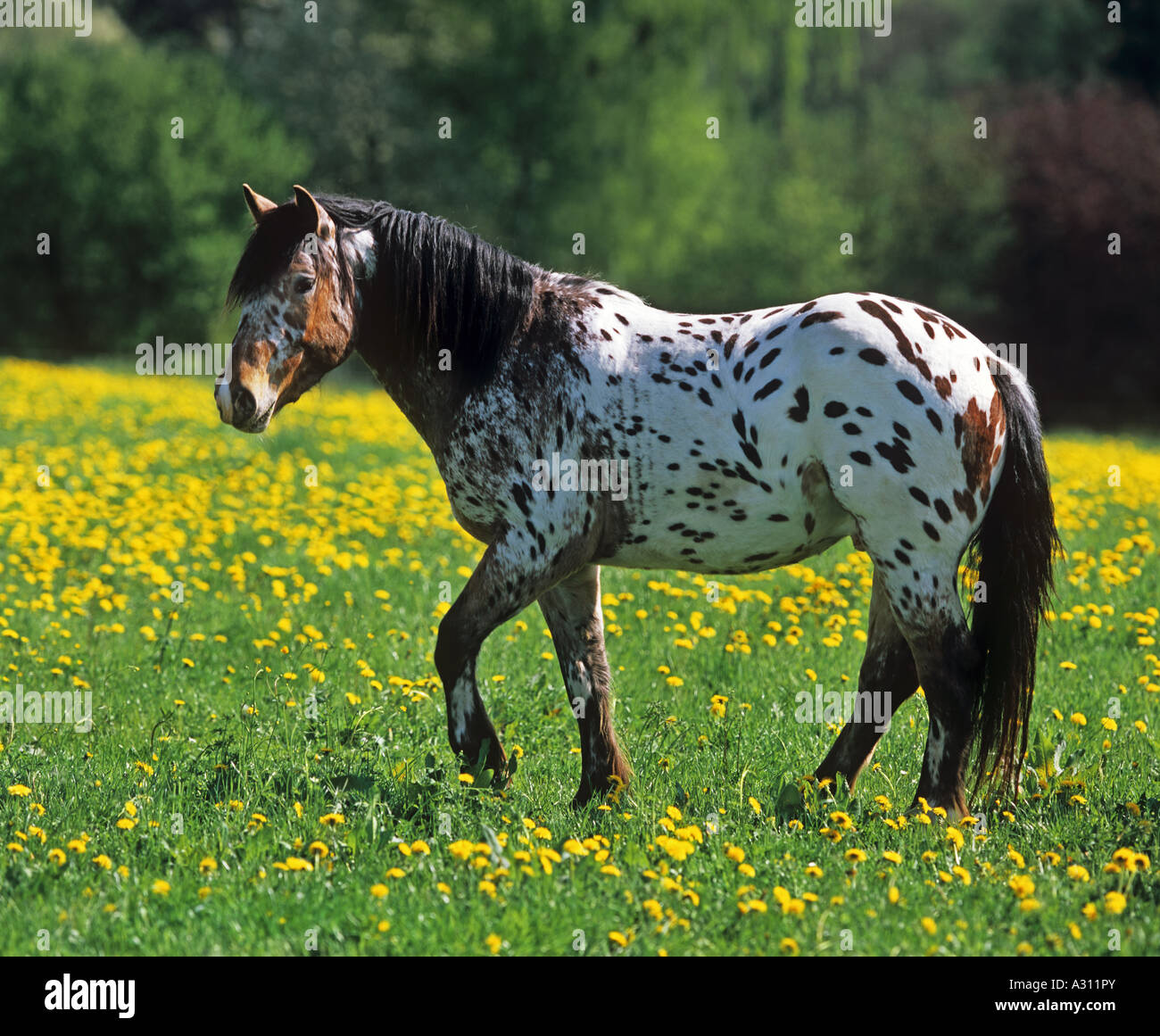 Criollo hi-res stock photography and images - Alamy