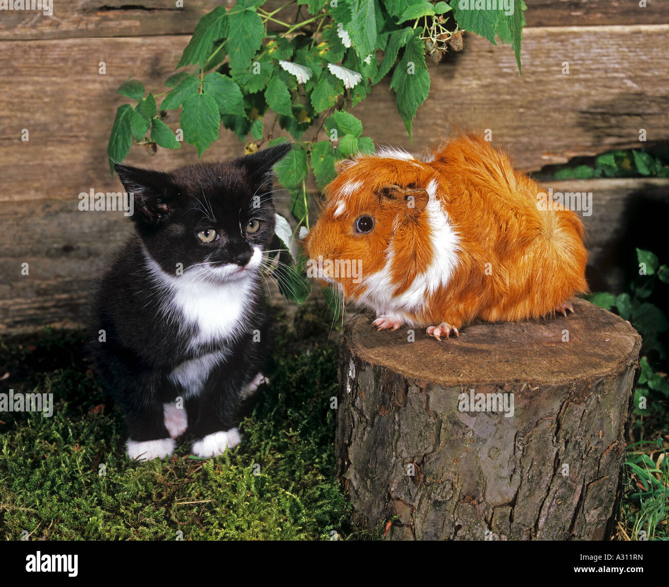 animal friendship : kitten and guinea pig Stock Photo - Alamy