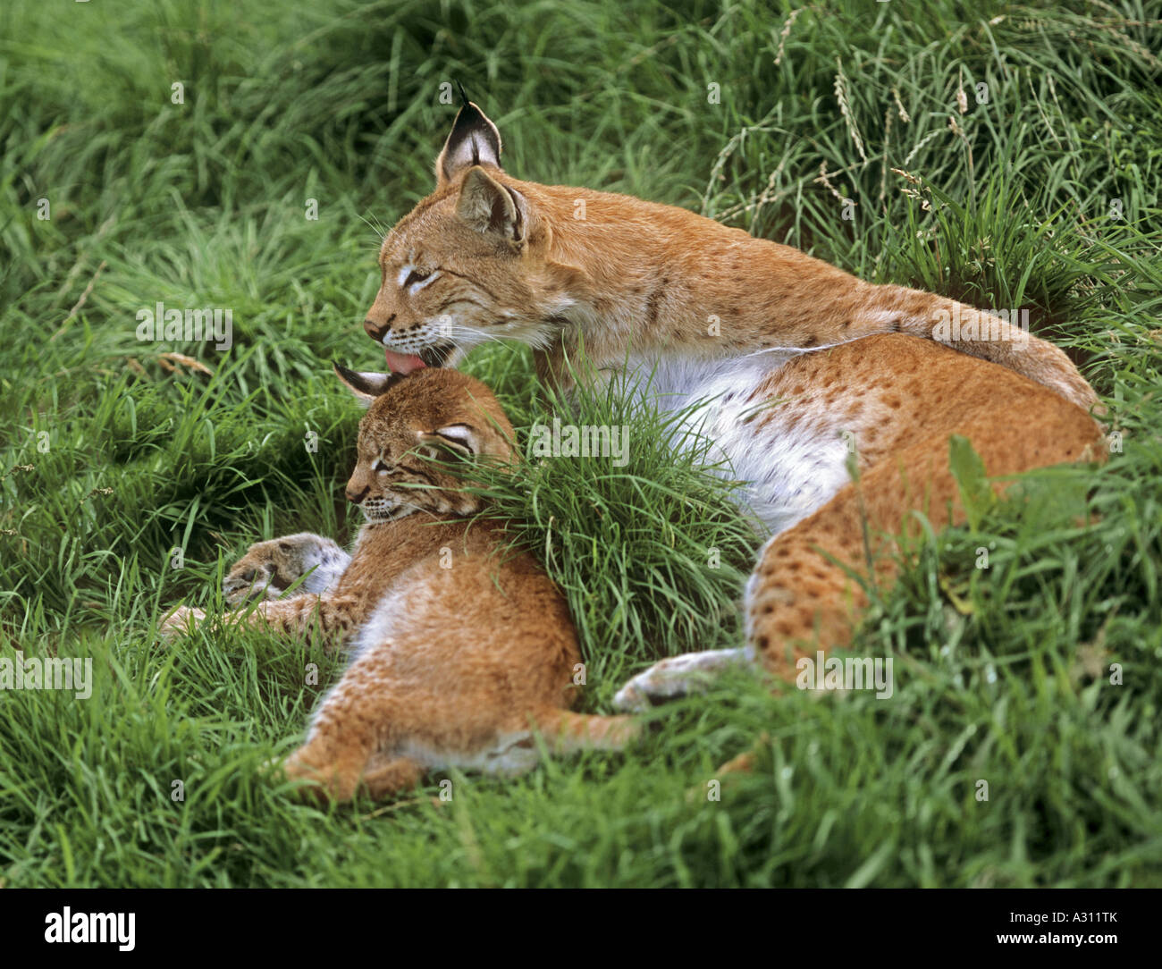 Eurasian lynx with cub - on meadow / Lynx lynx Stock Photo - Alamy